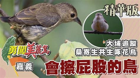【勇闖美麗島】大埔山區追蹤會擦屁股的鳥 與桑寄生共同演化的啄花鳥（超常料理 巨竹自助餐）│20020625│102集精華版 Youtube