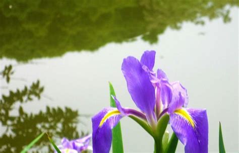 五彩斑斓的唐菖蒲花语探索唐菖蒲花的丰富象征意义 花植网