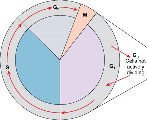 Cell Growth And Division Anatomy And Physiology I