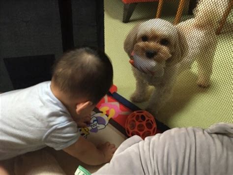 犬と赤ちゃんは一緒に暮らせる？生後すぐから一緒に暮らせました！準備するもの、気をつけることをご紹介。 むきだしのことば。〜ワーママえむのブログ〜