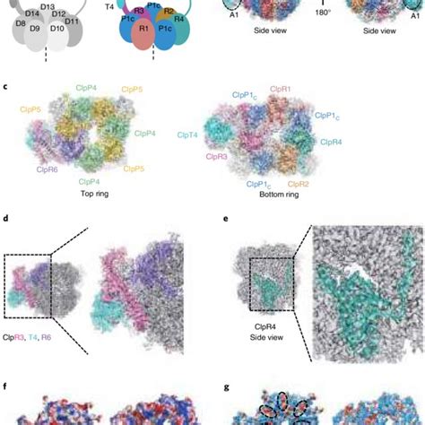 Cryo Em Structure Of The Chlamydomonas Clpp Complex A Overview Of