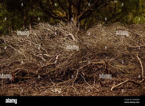 Tree Branches Of Felled Trees Without Leaves In A Forest Stock Photo Alamy