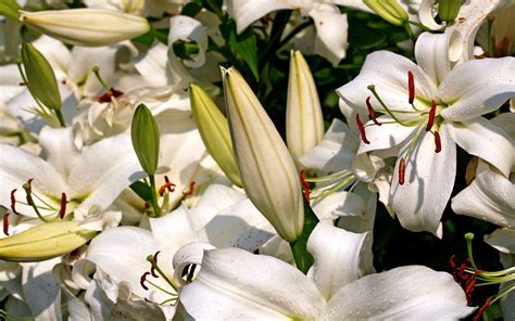 Обои Лилии На Рабочий Стол 69 фото