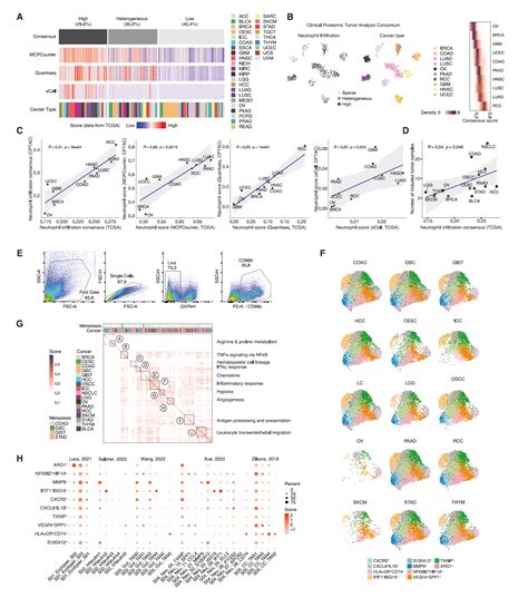 Neutrophil Profiling Illuminates Anti Tumor Antigen Presenting Potency