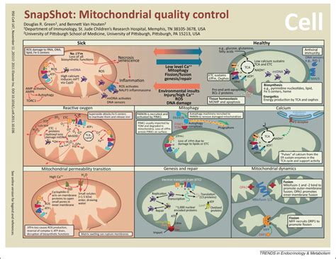 The Evolving Role Of Mitochondria In Metabolism Trends In