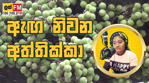 ඇඟ නිවන අත්තික්කා ලක් එෆ් එම් ළමා නිවේදිකා ළමා ගායිකා රෂ්මි නවෝද්‍යා