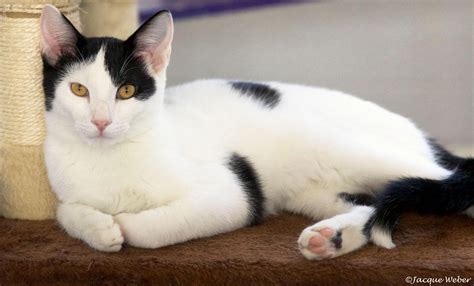 Meet Casey Adoptable Domestic Short Hair Black And White