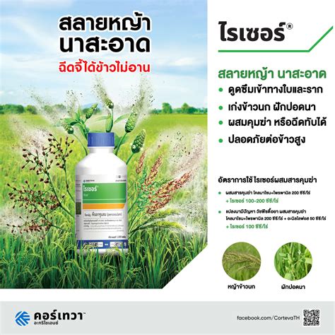 Corteva Agriscience 🌾ไรเซอร์® สลายหญ้า นาสะอาด ประสิทธิภาพการกำจัดวัชพืชของไรเซอร์ เข้าทางใบ