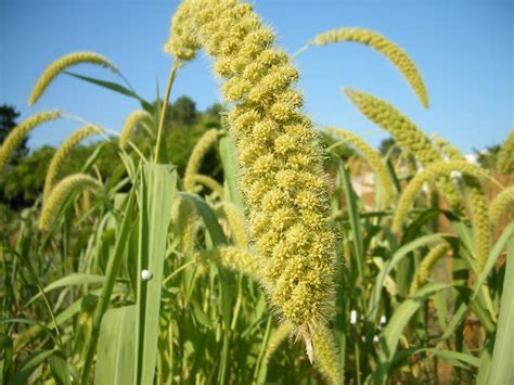 アワ 岐阜をのんびり