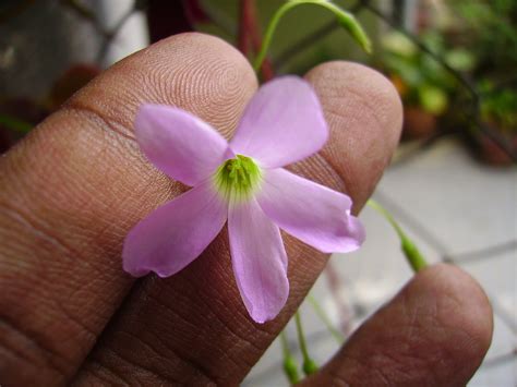 Garden Chronicles Purple Shamrock Mix Oxalis Triangularis