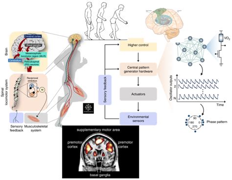 The Neuroscience Of Motor Control Optimal To Pathologic Motor Performance Strokesciences