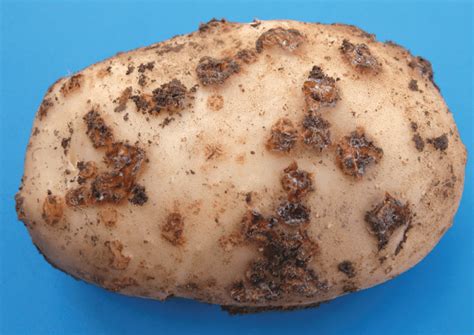 Vcr Vegetable Crop Report September 24th 2020 Onvegetables