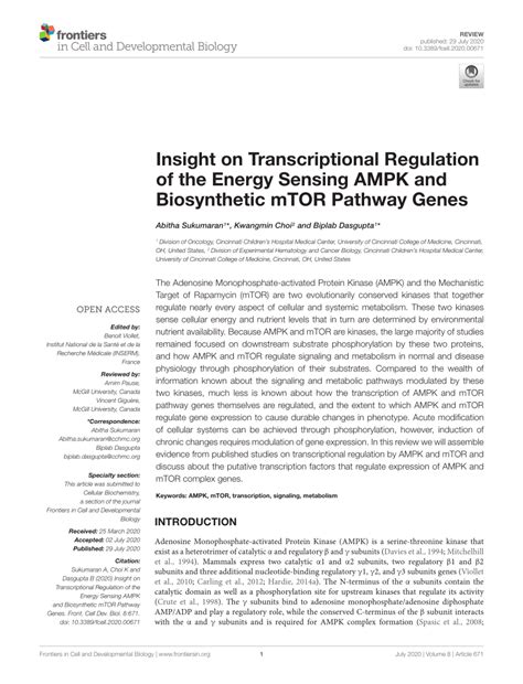 Pdf Insight On Transcriptional Regulation Of The Energy Sensing Ampk