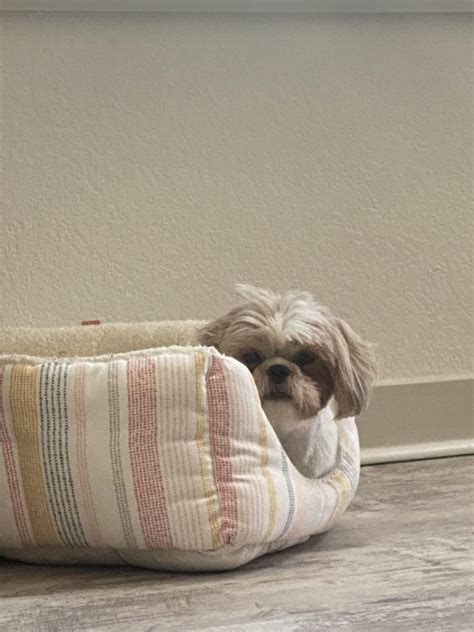 Alpha spying on my from her bed : r/Shihtzu