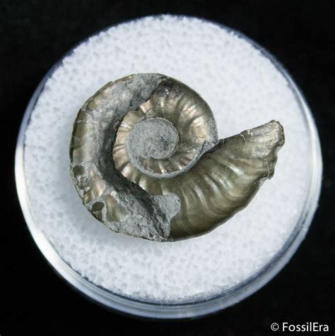 Small Pyritized Jurassic Ammonite Cheltonia England 2397 For Sale
