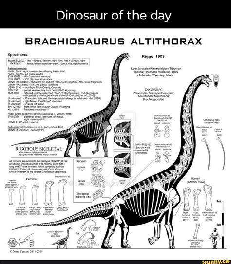 Dinosaur Of The Day Brachiosaurus Altithorax Riggs 1903 Specimens