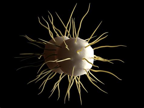 Neisseria Gonorrhoeae Resistance To Antibiotics