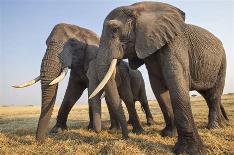 Biological Adaptation