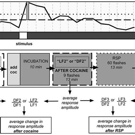 Neuronal Population Imaging Protocol A Detail Of Fluorescence Signal Download Scientific