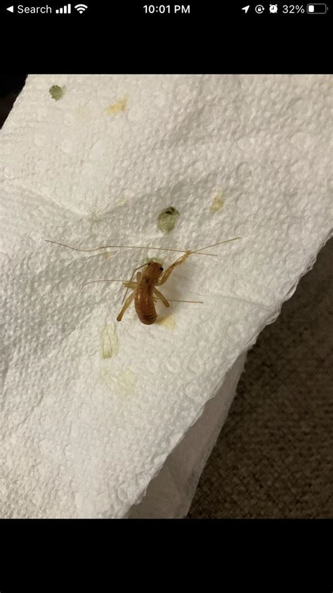 Help Is This A Roach Scrolller