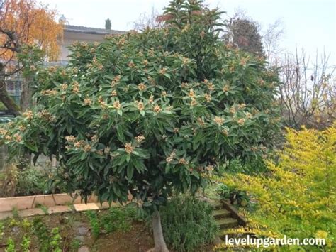 Loquat Japanese Plum Tree The Essential Guide To Eriobotrya Japonica