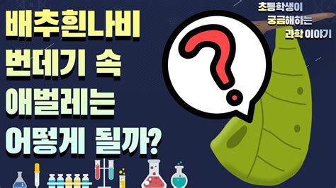 배추흰나비 번데기 속 애벌레는 어떻게 될까 초등학생이 궁금해하는 과학 Youtube