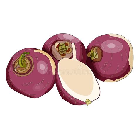 Purple Turnip Cartoon Stock Illustrations 264 Purple Turnip Cartoon
