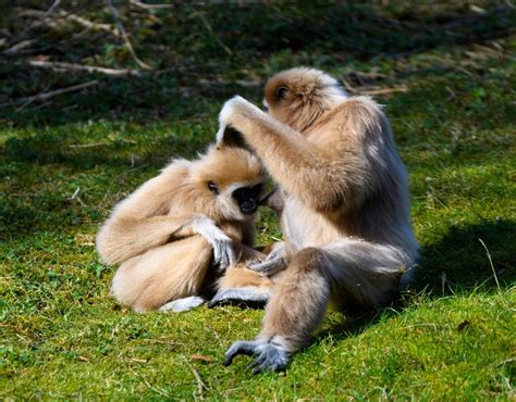 Gibbons Sing Human Like Duets To Connect With Each Other Designtaxi