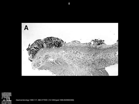 Volume 117 Issue 2 Pages August 1999 Ppt Download