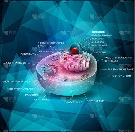 细胞解剖美丽抽象设计