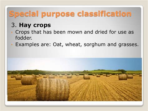 Classification Of Field Crops