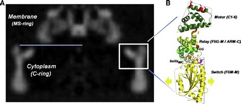 The Salmonella Basal Body Msc Ring And The T Maritima Proximal Switch Download Scientific