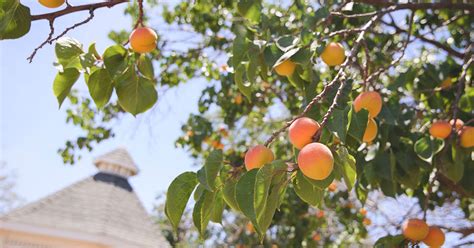 Best Fertilizer For Pear Trees When To Feed Your Pear Trees The