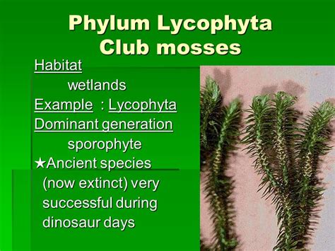 Club Mosses Lycophyta