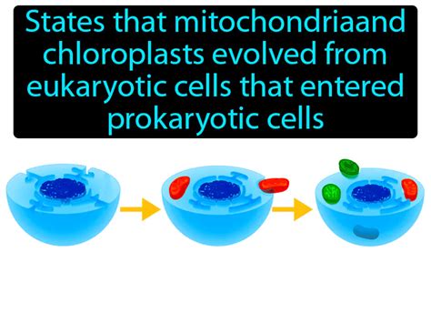 Endosymbiotic Theory Definition Easy To Understand Image With Audio