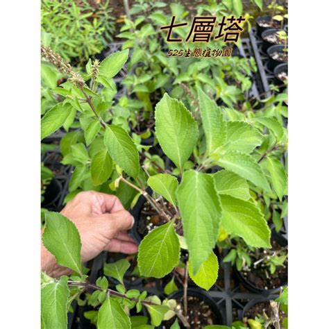 『525生態植物園』七層塔（印度羅勒，丁香羅勒，毛葉丁香羅勒，大本九層塔，大本七層塔）香料或藥用植物 蝦皮購物