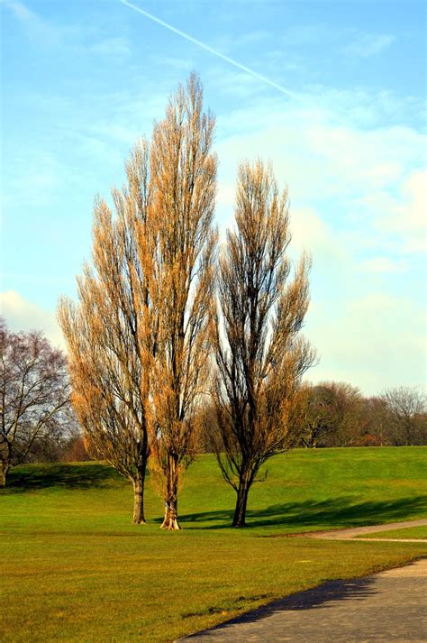 What Is A Lombardy Poplar Learn About Growing Lombardy Poplars In