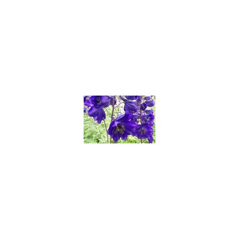 Delphinium Black Knight