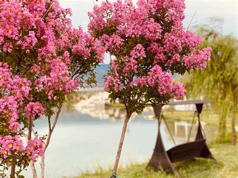 Shuaguli Nursery • შუაგულის სანერგე Home