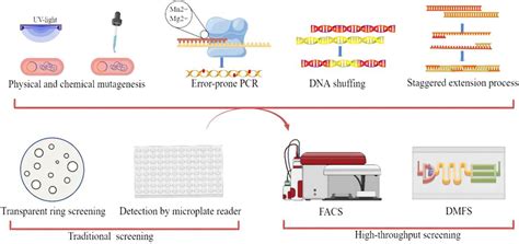 Random Mutation And High Throughput Screening Methods By Figdraw In