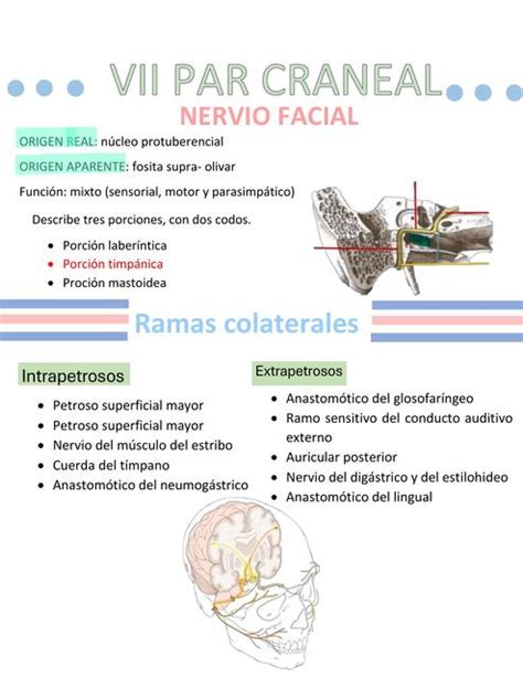 Nervio Facial Grace Guailla UDocz