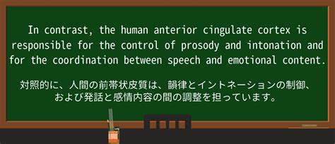 【英単語】cingulate Cortexを徹底解説！意味、使い方、例文、読み方
