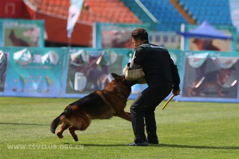 2024年·春季 Csv本部展 扑咬花絮、犬舍、家族报道