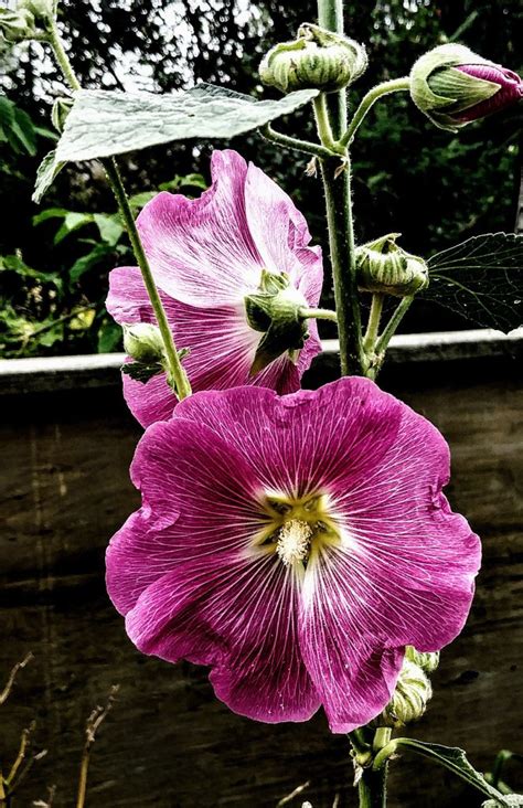 Patchwork Girl The Wonderful And Wacky World Of One Single Mom