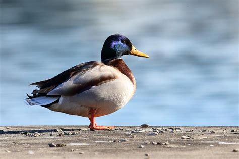 マガモ 2021 01 04 日本の野鳥識別図鑑