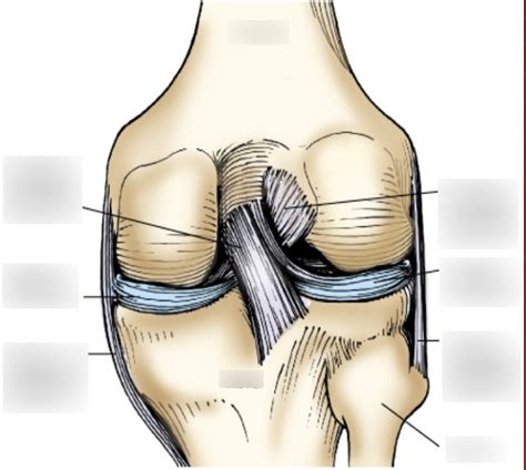 Knee Joint Anatomy Diagram Quizlet