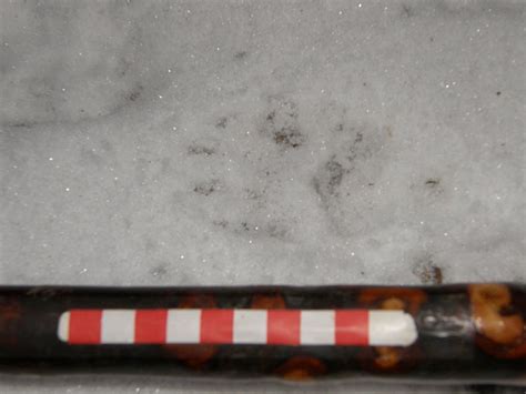 Fieldnotes 4th 10th January 2009 Badger Tracks In Snow Tales From
