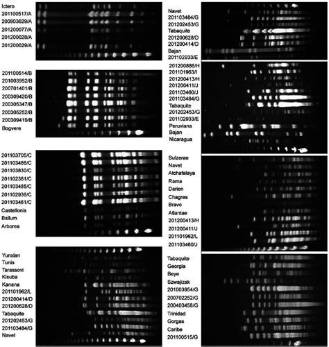 Representative Pfge Patterns Of Noti Digested Genomic Dna From Isolates