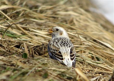 ユキホオジロ デジスコ鳥日記