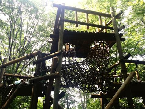 Premium Photo Low Angle View Of Jungle Gym Against Trees In Forest